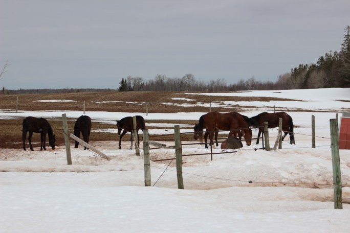 Standardbred | Horse Photos PEI