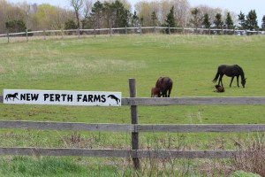 New Perth Farm | Horse Photos PEI
