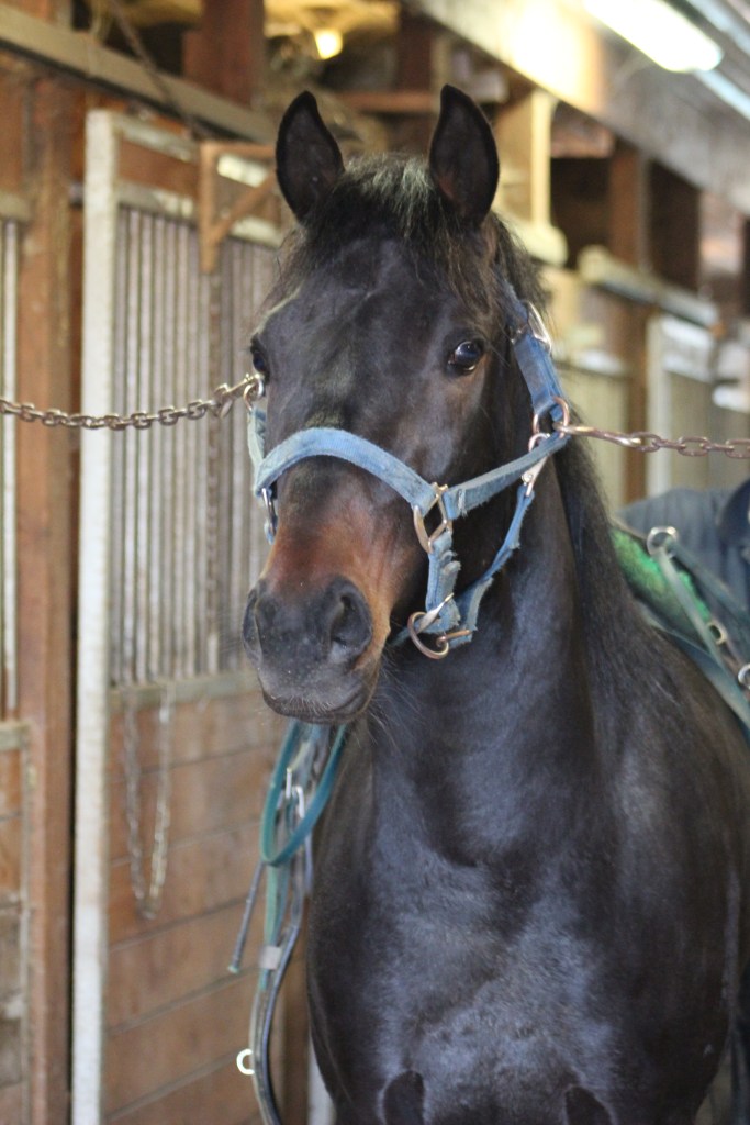 Standardbred | Horse Photos PEI
