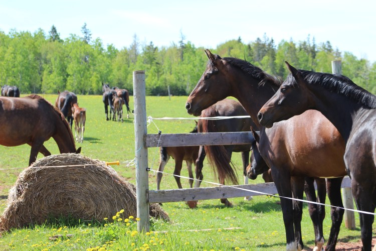 New Perth Farm | Horse Photos PEI